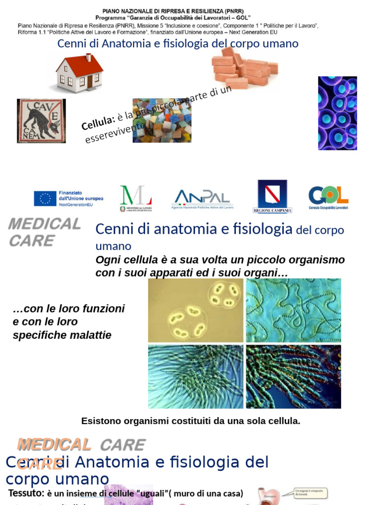 Anatomia e Fisiologia | PDF