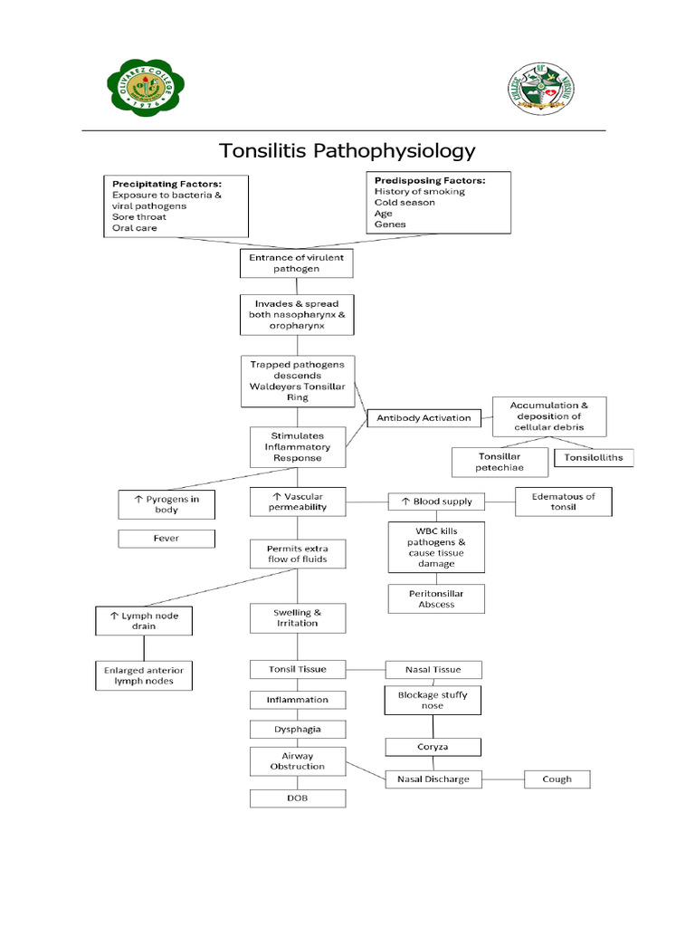 - Tonsillitis Pathophysiology | PDF