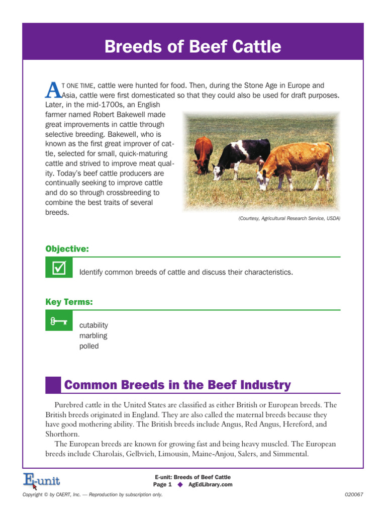 breeds-of-beef-cattle | PDF