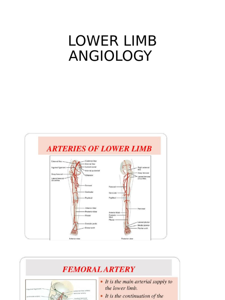 Lower Limb Angiology | PDF
