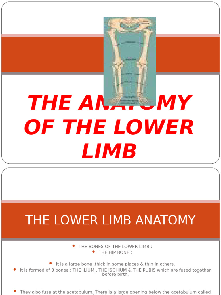 Osteology of Lower Limb | PDF