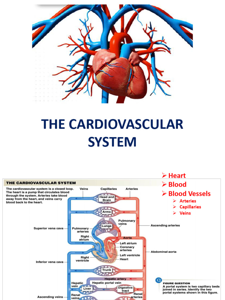 Cvs Pdf