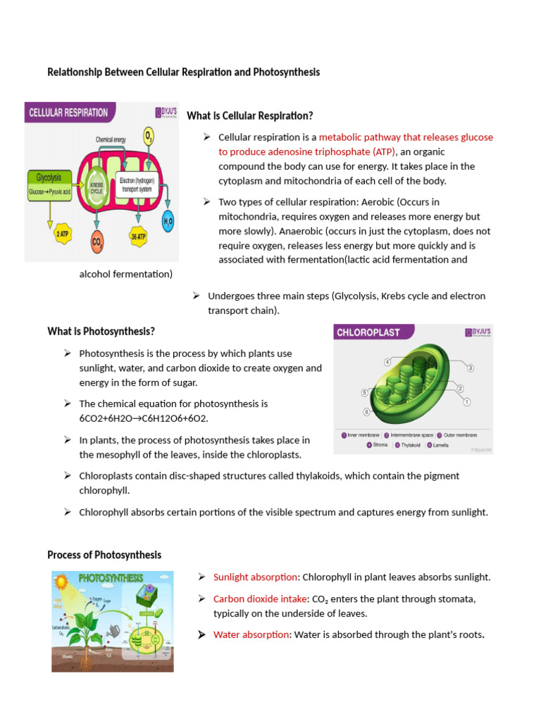 Relationship Between Cellular Respiration and Photosynthesis | PDF