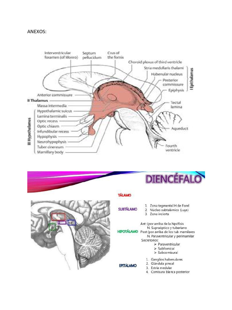 ANEXOS DIENCEFALO repaso | PDF