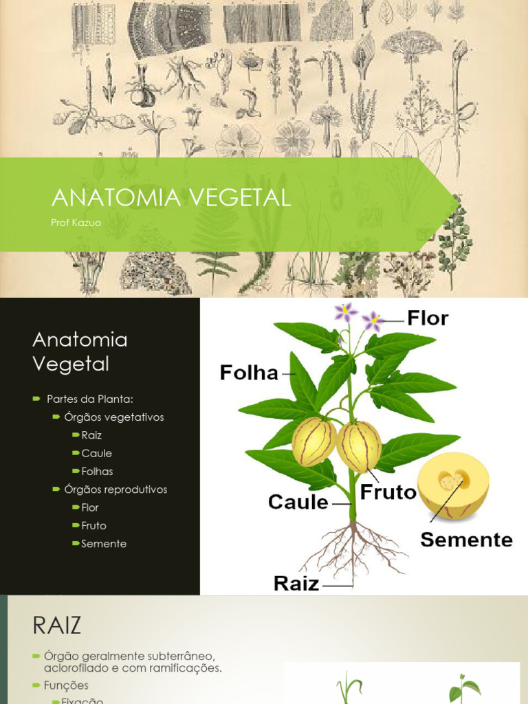 Anatomia Vegetal - Completo | PDF