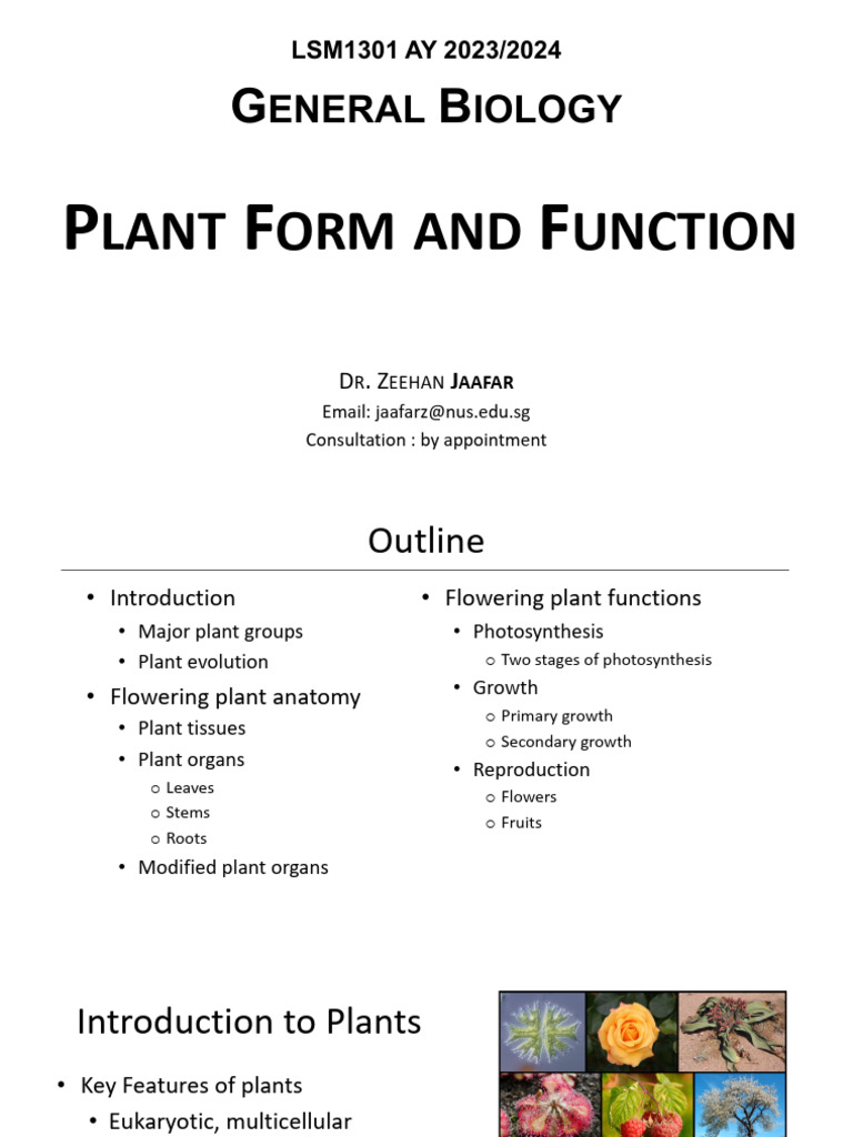 Plants AY2023 Lecture Notes | PDF | Plant Stem | Leaf