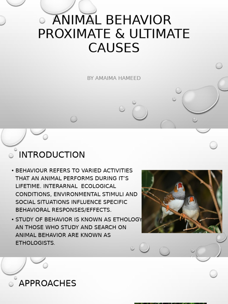 Animal Behavior Proximate and Ultimate Causes (1+2) | PDF | Ethology ...