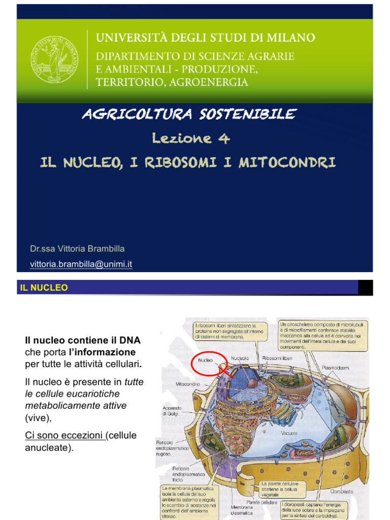 5.lezione 4 Il Nucleo, I Ribosomi, I Mitocondri | PDF