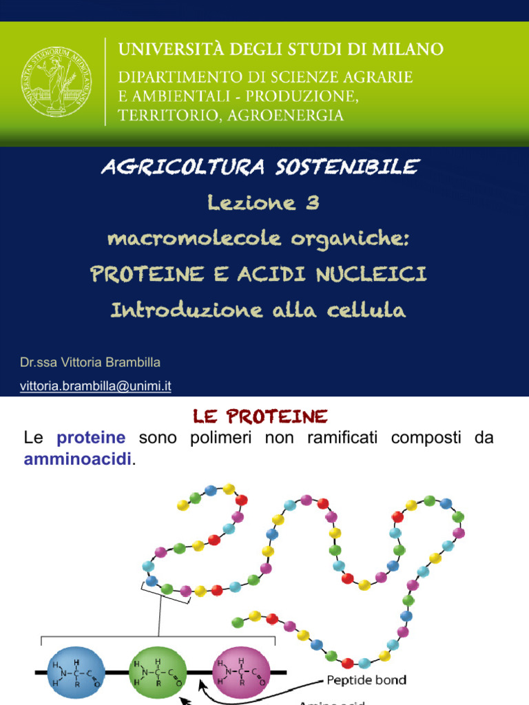 3.LEZIONE 2 proteine e acidi nucleici | PDF