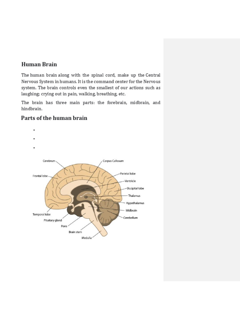 Human Brain | PDF