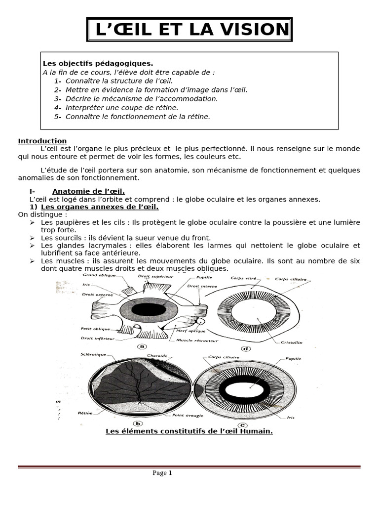 13-Oeil Et La Vision (2015-2016) | PDF