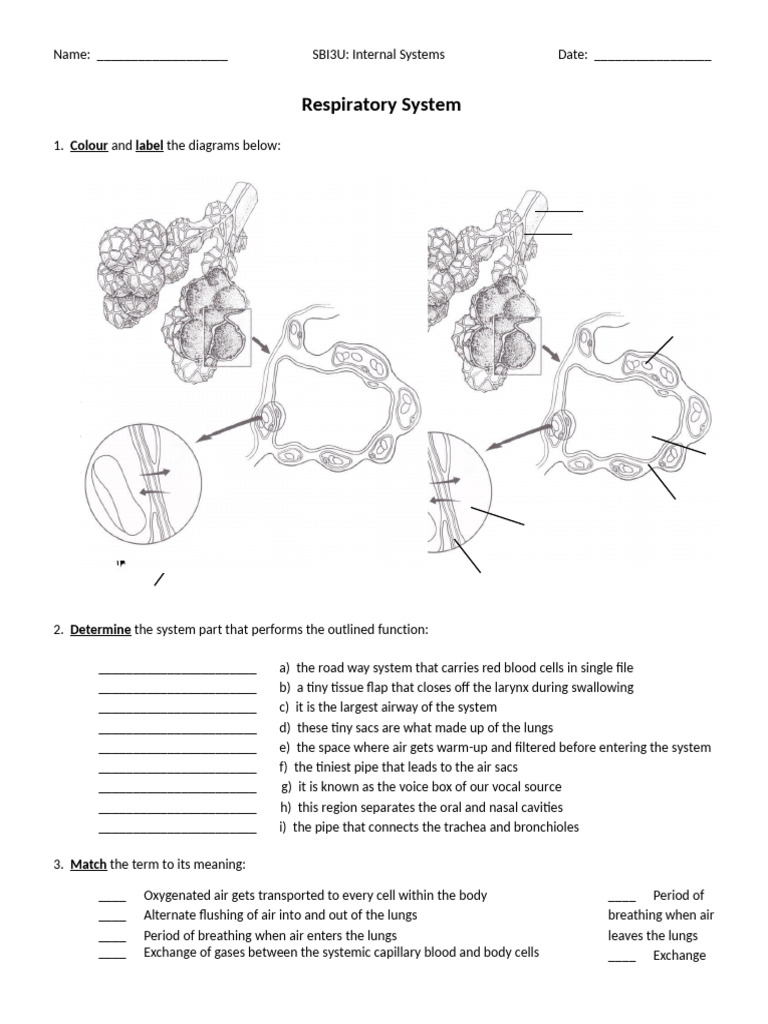Respiratory System Worksheet | PDF