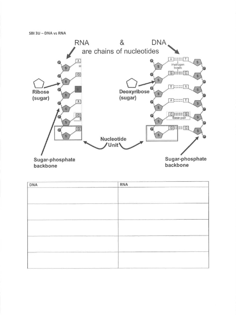 DNA Vs RNA | PDF