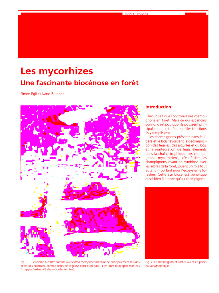Les Mycorhizes Une Fascinante Biocenose | PDF