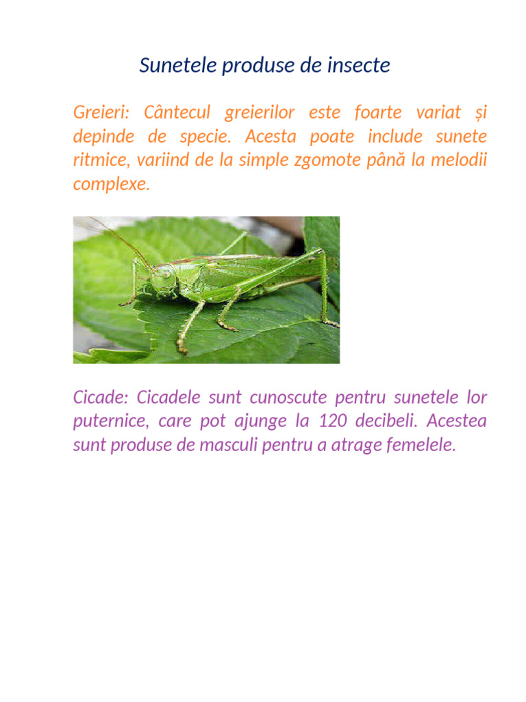 Sunetele Produse de Insecte | PDF