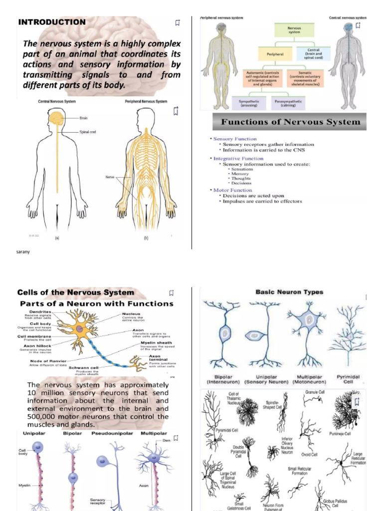 CNS A & P Review | PDF | Career & Growth | Self-Improvement