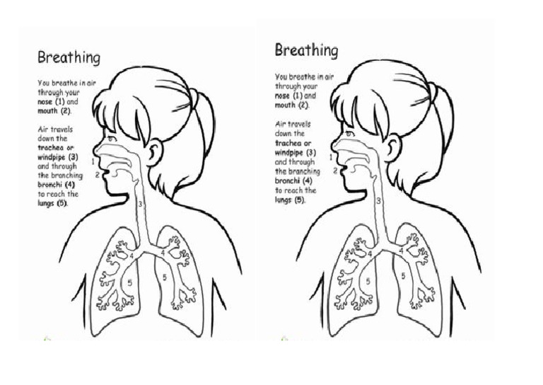 Respiratory System- Unit 1 | PDF