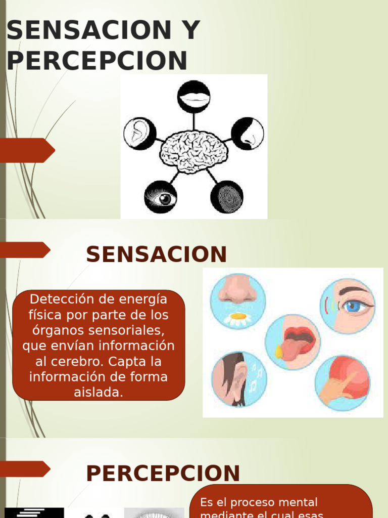 SENSACION Y PERCEPCION | PDF