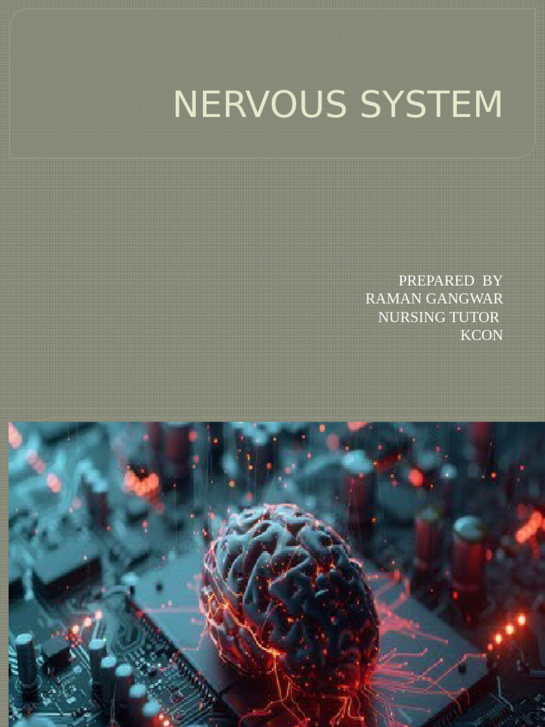 Nervous System 2 | PDF