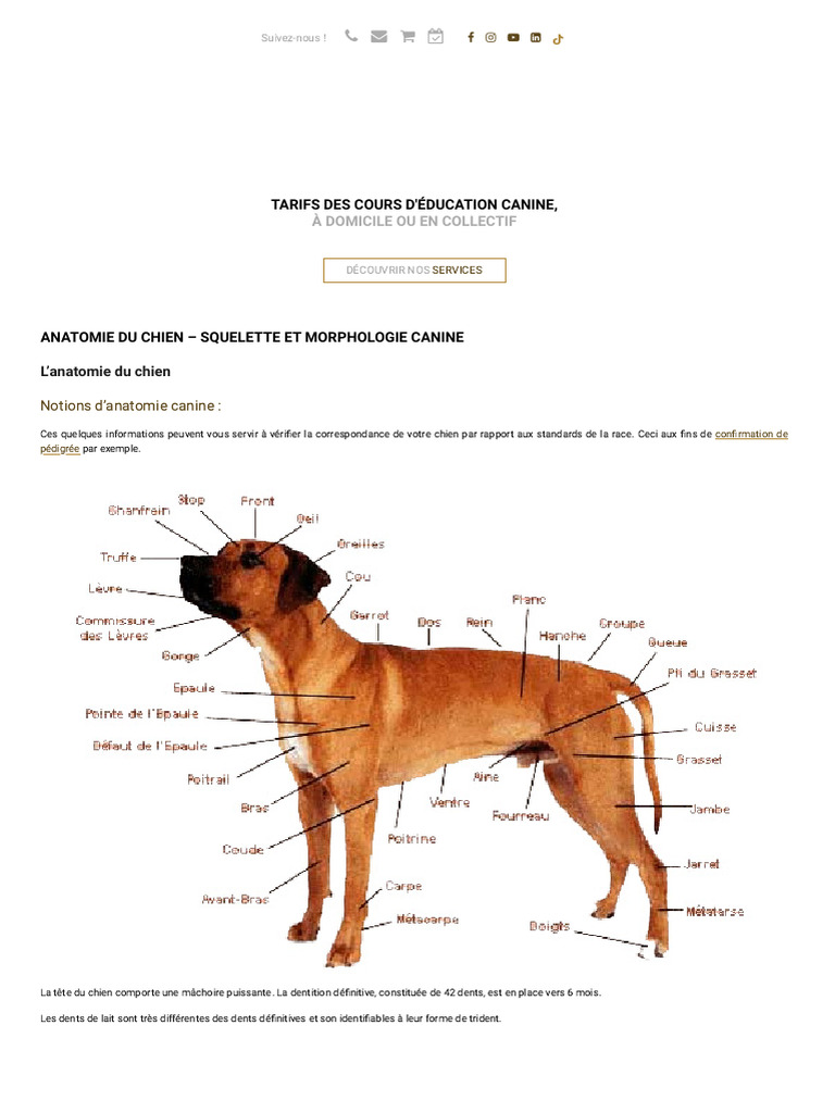 Anatomie Du Chien - Squelette Et Morphologie Canine - CANIBEST | PDF
