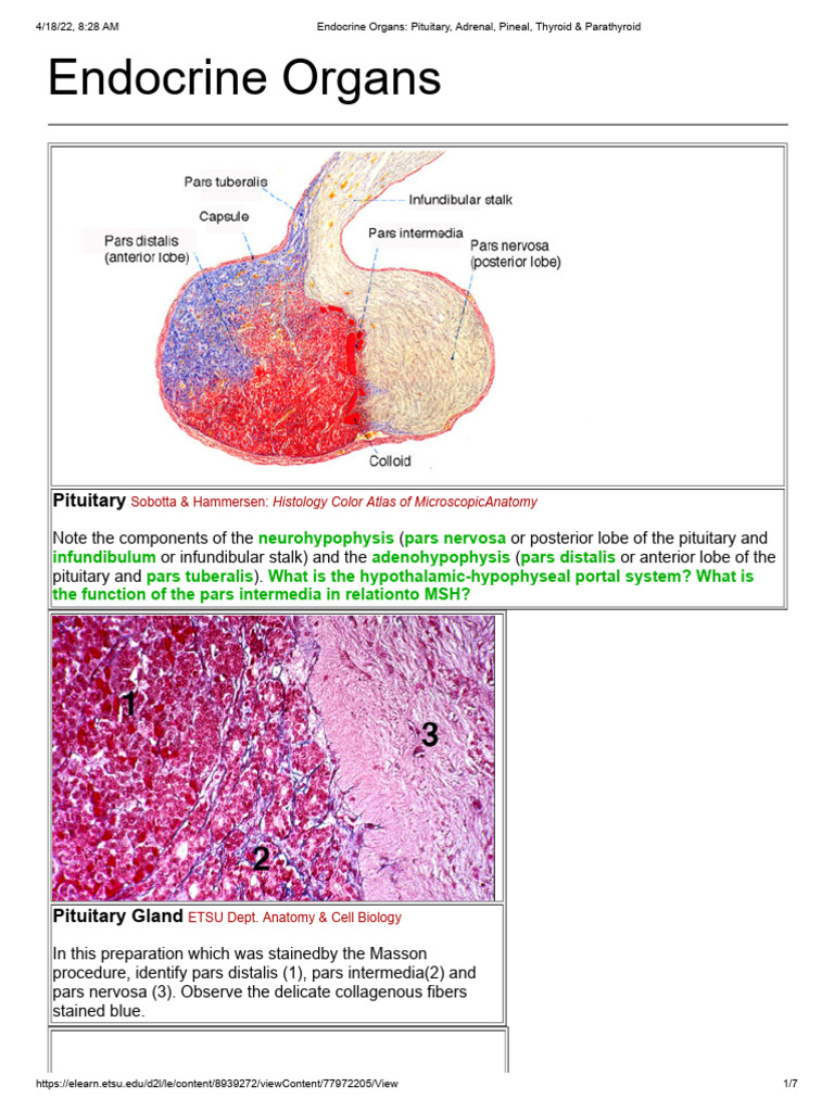 Endocrine Organs - Light Microscopy Atlas - CBIO-1312-1 - Cell & Tissue ...