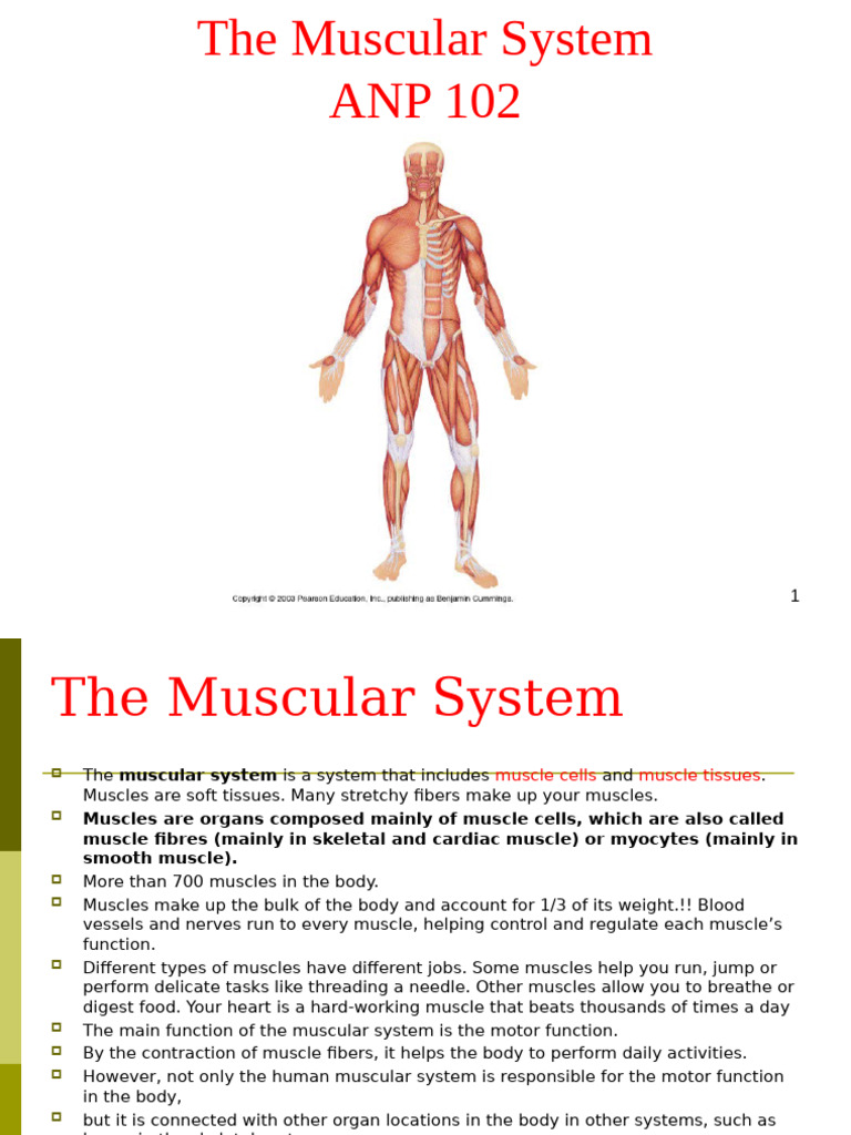 ANP 102 (the Muscular System) | PDF