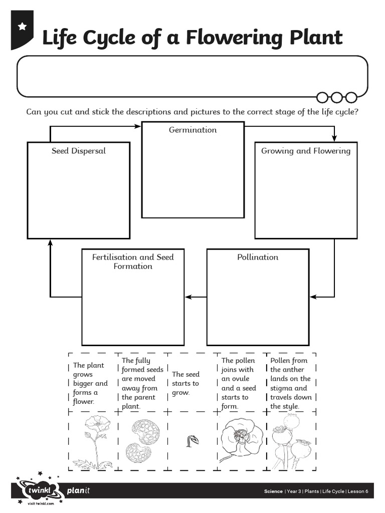 Activity - Life Cycle of A Flowering Plant | PDF