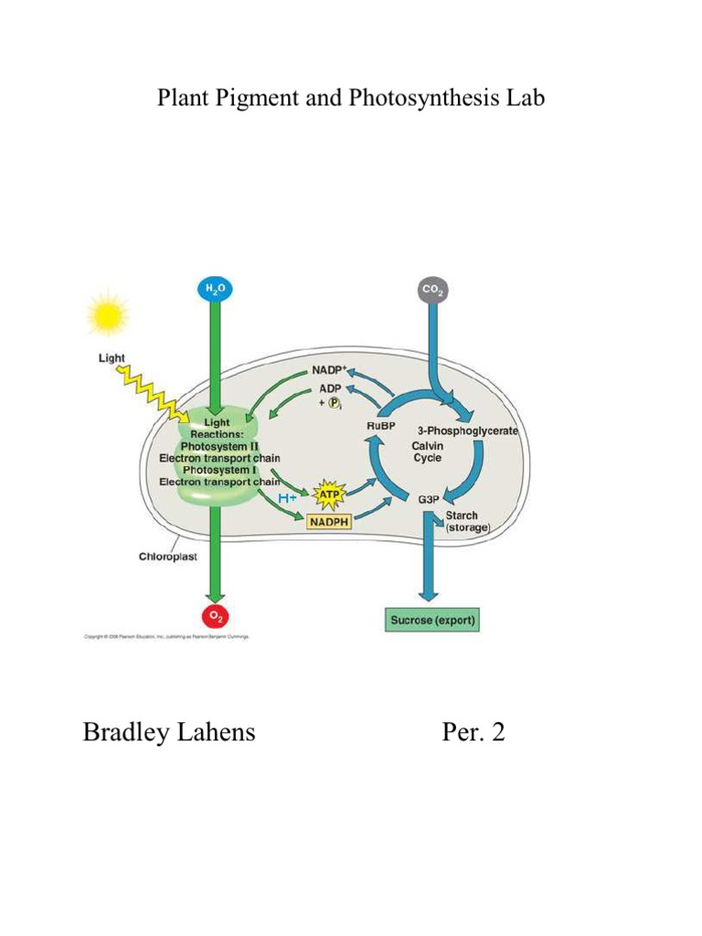Plant Pigment and Photosynthesis Lab | PDF