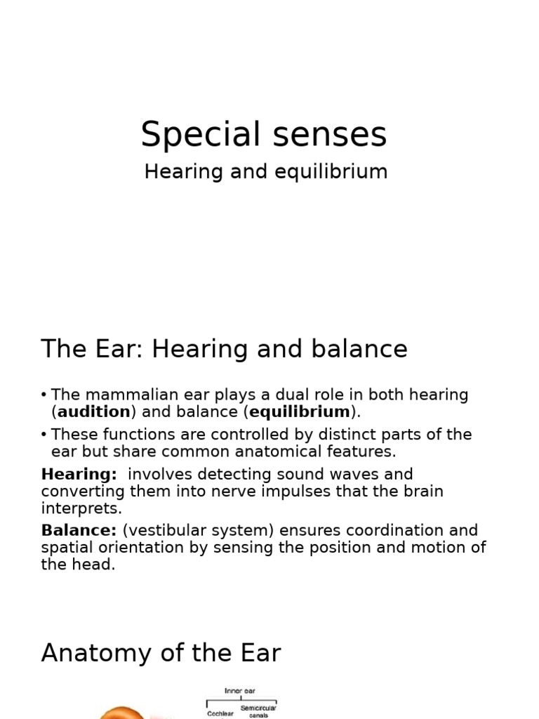 Special Senses-Hearing and Balance | PDF