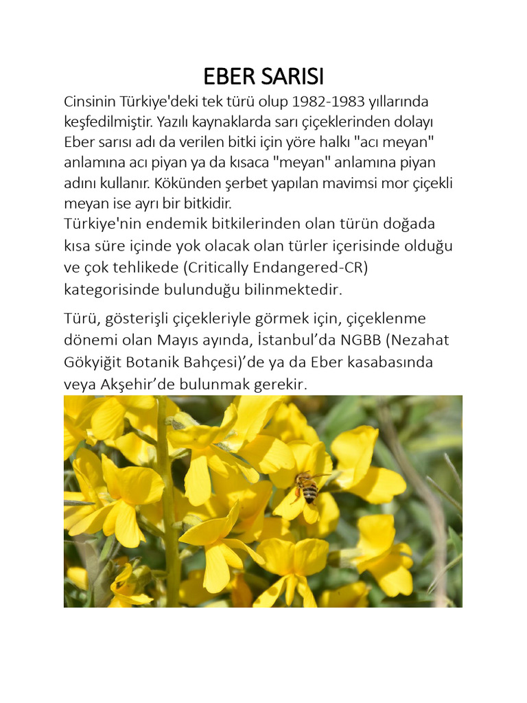 Eber Sarısı-Türk Tazısı | PDF