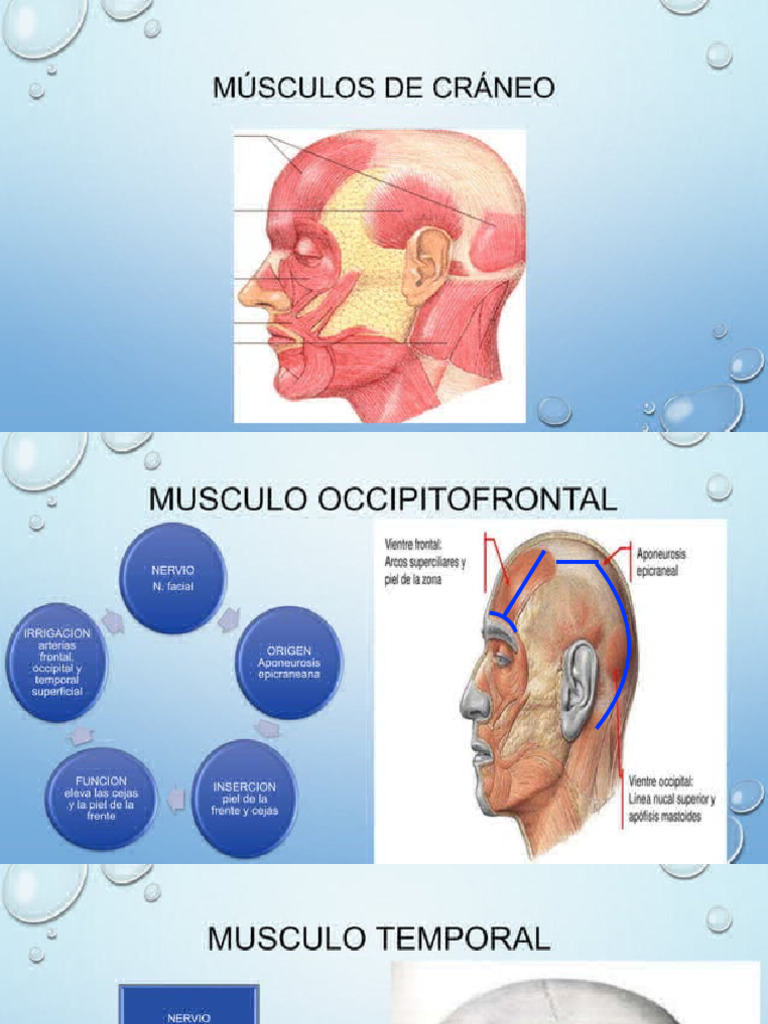 Músculos Cráneo y Cara - 20240422 - 110642 | PDF