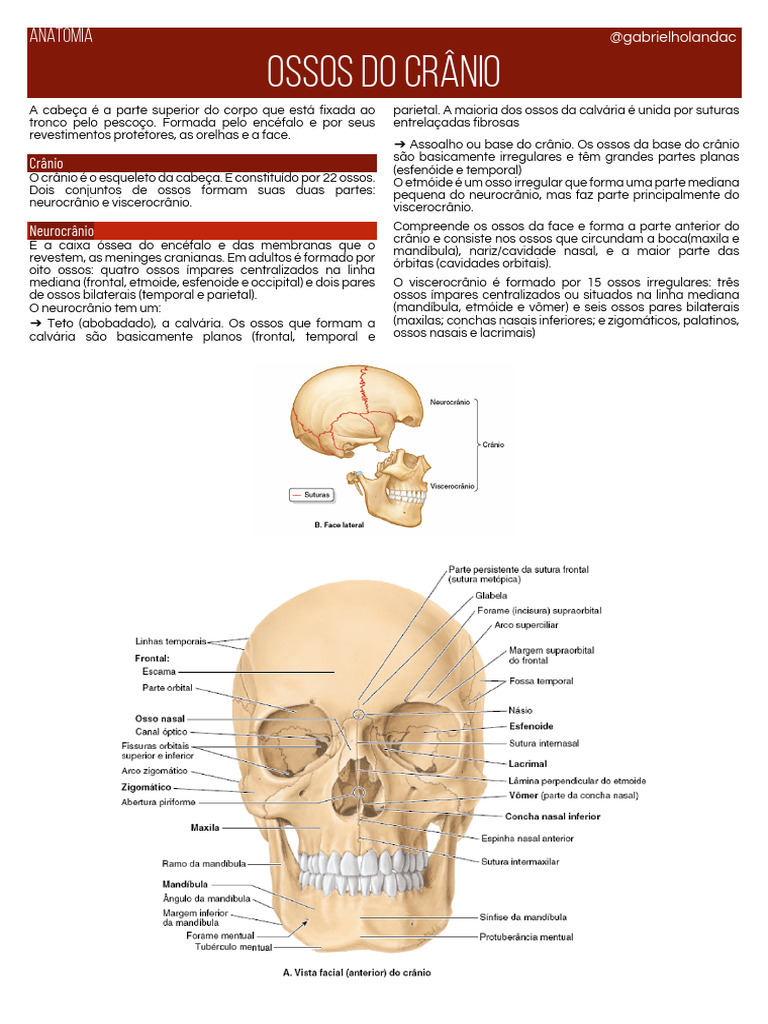 Ossos do crânio - anatomia - medicina neuro p4 | PDF
