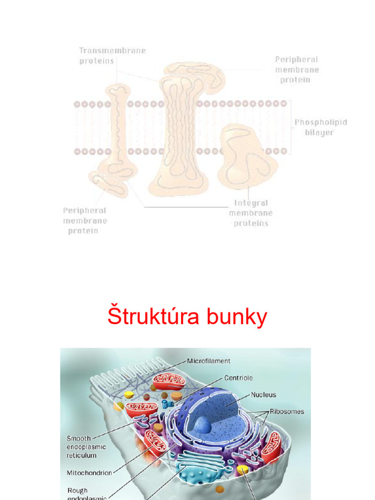 Biofyzika Bunky | PDF