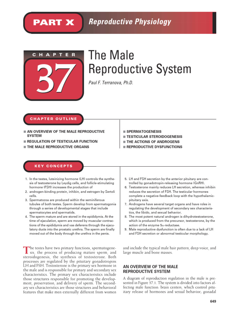 The Male Reproductive System | PDF