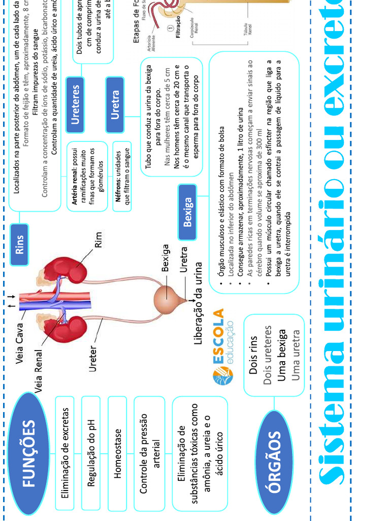 MAPA MENTAL SISTEMA URINARIO | PDF