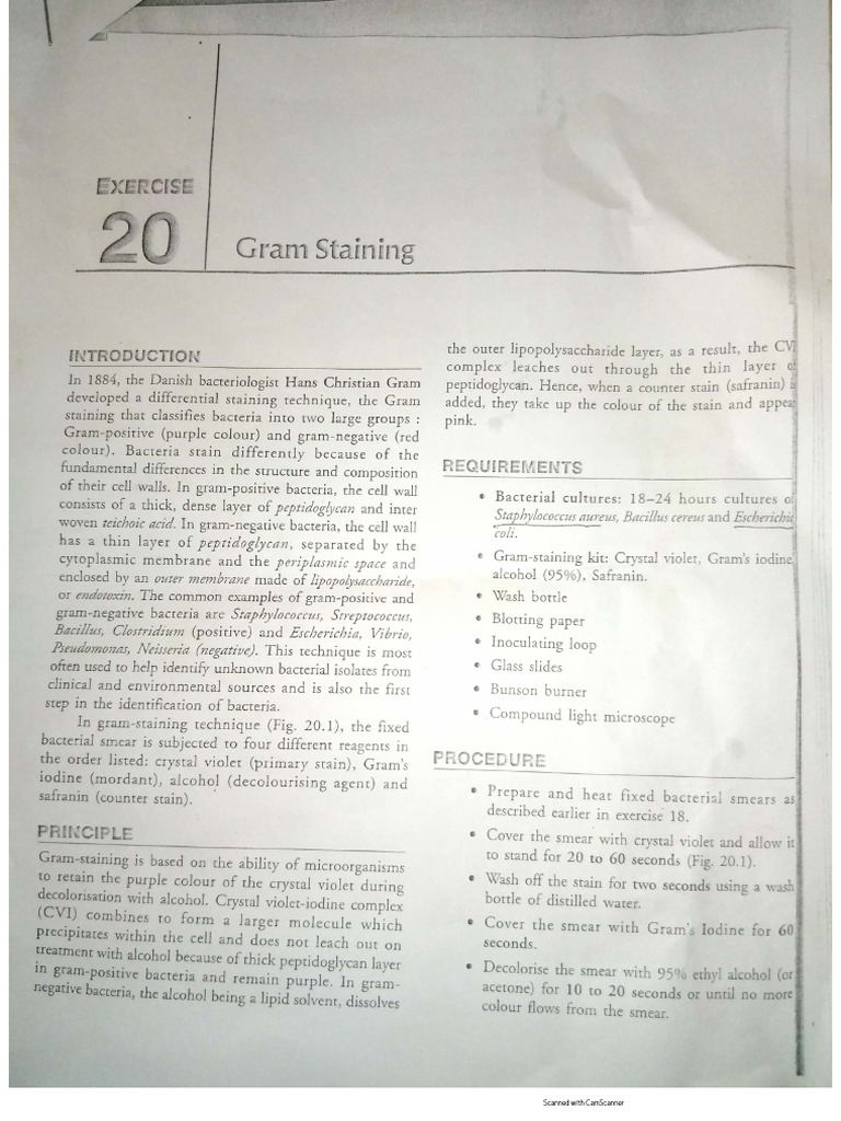 Gram Staining | PDF