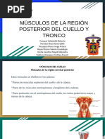 Músculos de La Nuca | PDF | Sistema musculoesquelético | Anatomía humana