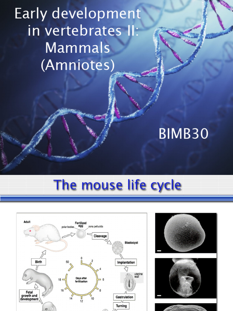 Vertebrates II Early Mammalian Development | PDF