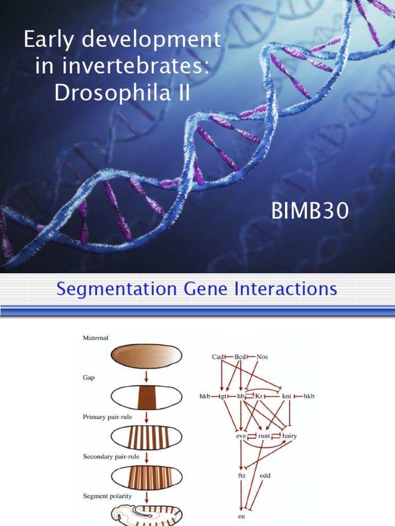 Drosophila II HT23 | PDF