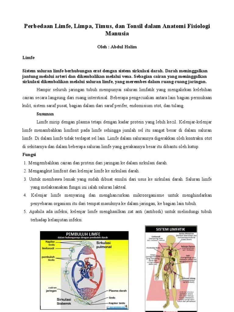Perbedaan Limfe, Limpa, Timus, dan Tonsil dalam Sistem Kekebalan Tubuh ...