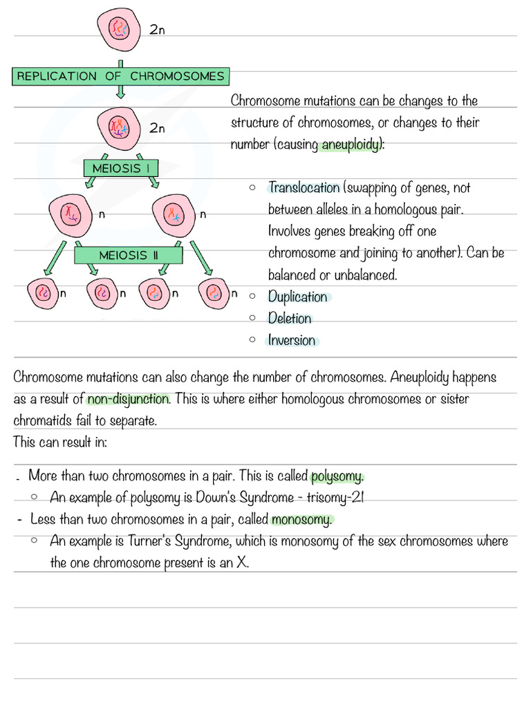 Mitosis Notes | PDF