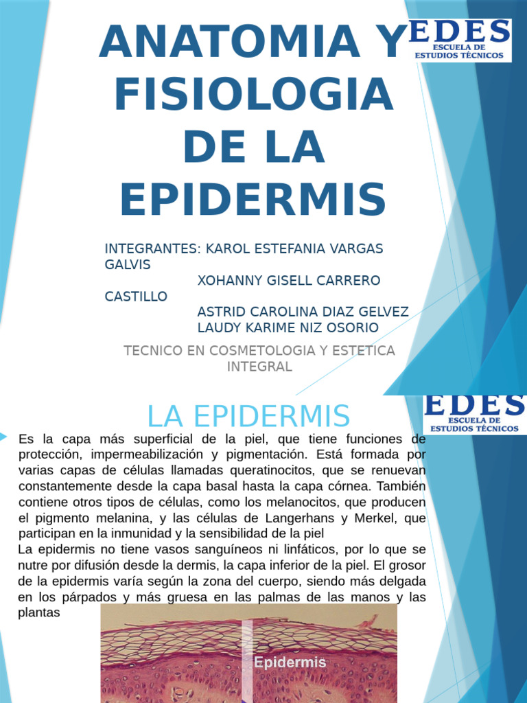 Anatomia y Fisiologia de La Epidermis. | PDF