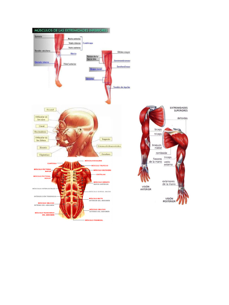 Los Musculos | PDF