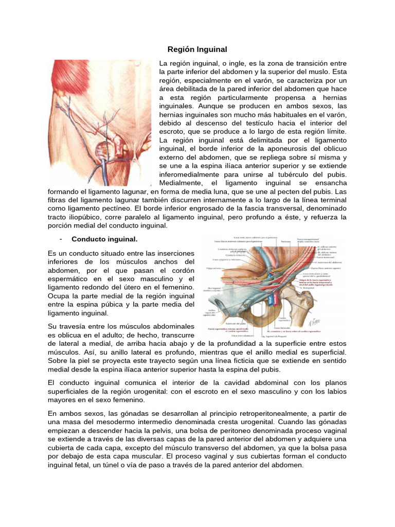 Región Inguinal | PDF