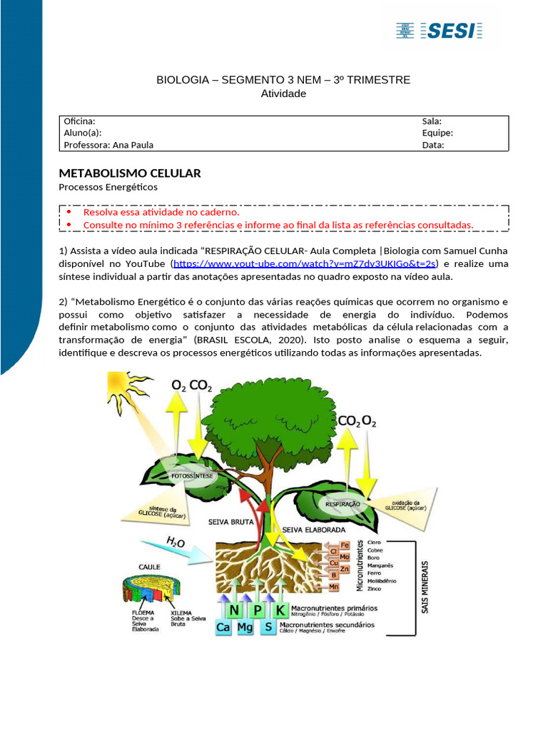 BIO Seg 5 (3 NEM) - Esquema Metabolismo Celular | PDF