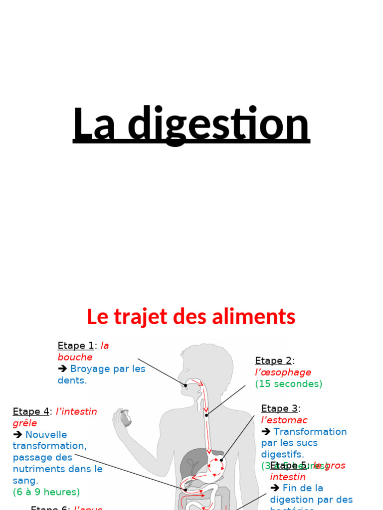 La Digestion | PDF