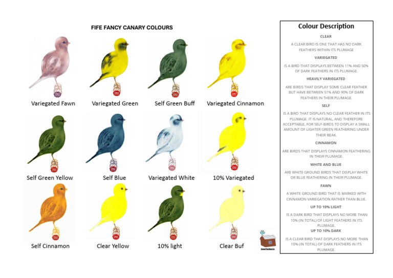 Fife Fancy Canary Colour Chart | PDF