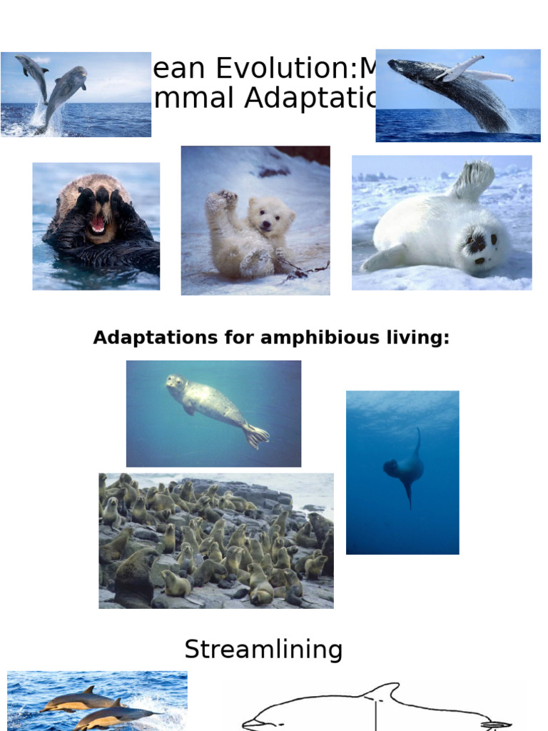 Marine Mammal Evolution Adaptations 2020 | PDF