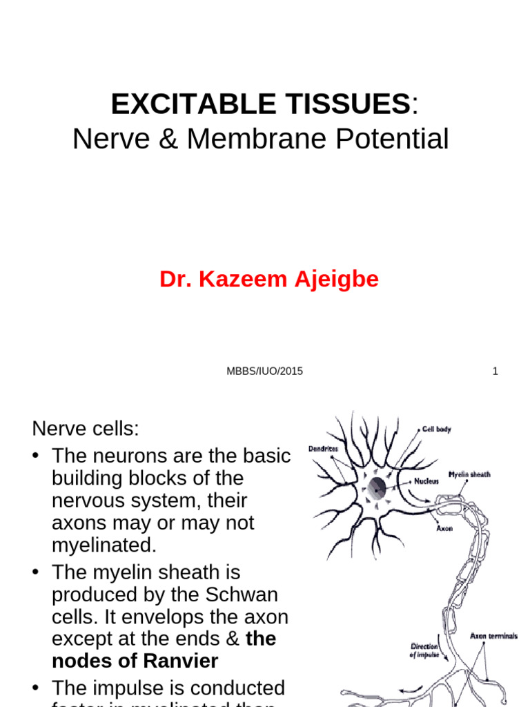Nerve Lect Note | PDF