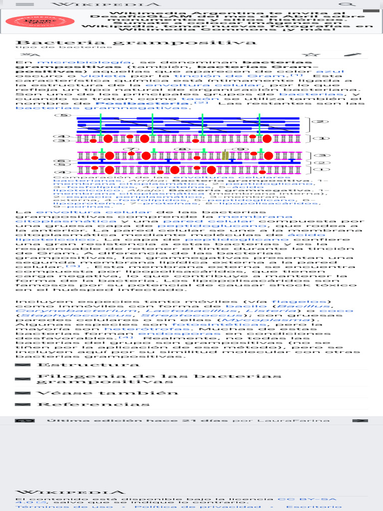 Bacteria Grampositiva - Wikipedia, La Enciclopedi | PDF